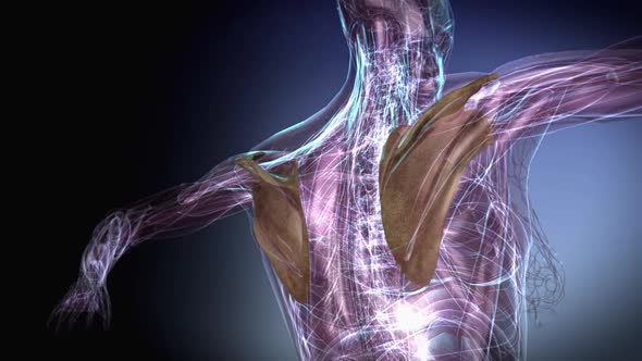 Female Skeletal Scapula, Motion Graphics | VideoHive