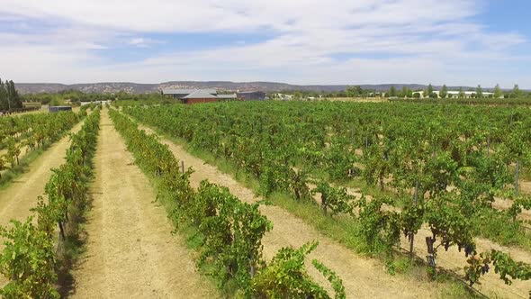 Grape Farm, Stock Footage | VideoHive