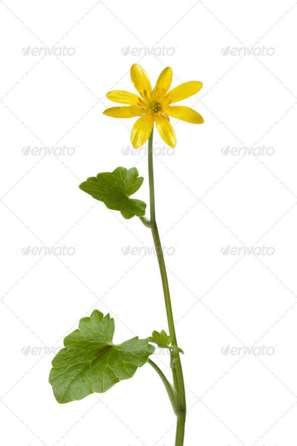 Lesser celandine flower Stock Photo by picturepartners | PhotoDune