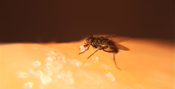 House Fly Sucking on Sugar Crystal 3, Stock Footage | VideoHive