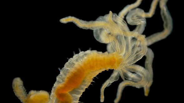 Polychaeta Worm Under a Microscope, of the Family Terebellidae, Stock ...