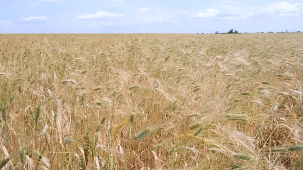 A beautiful large wheat field. Wheat swaying in the wind. Grain harvest ...