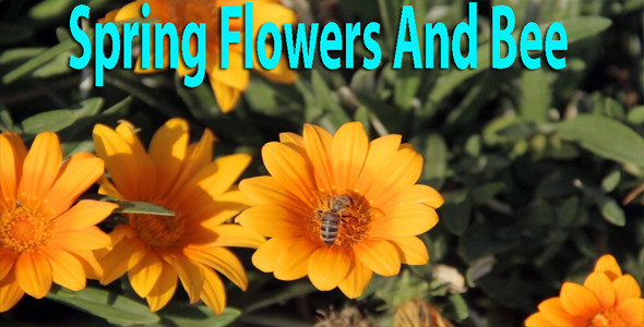 Spring Flowers And Bee, Stock Footage | VideoHive