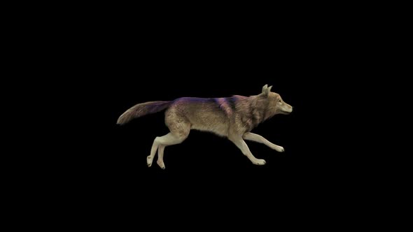 Wolf Run Cycle, Motion Graphics | VideoHive