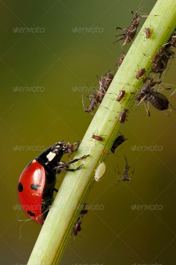 Ladybird Eating Aphids Stock Photo by alessandrozocc | PhotoDune
