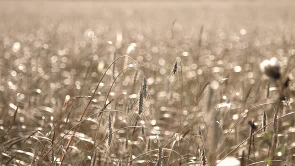 Organic Rye Field With Bokeh, Stock Footage | VideoHive