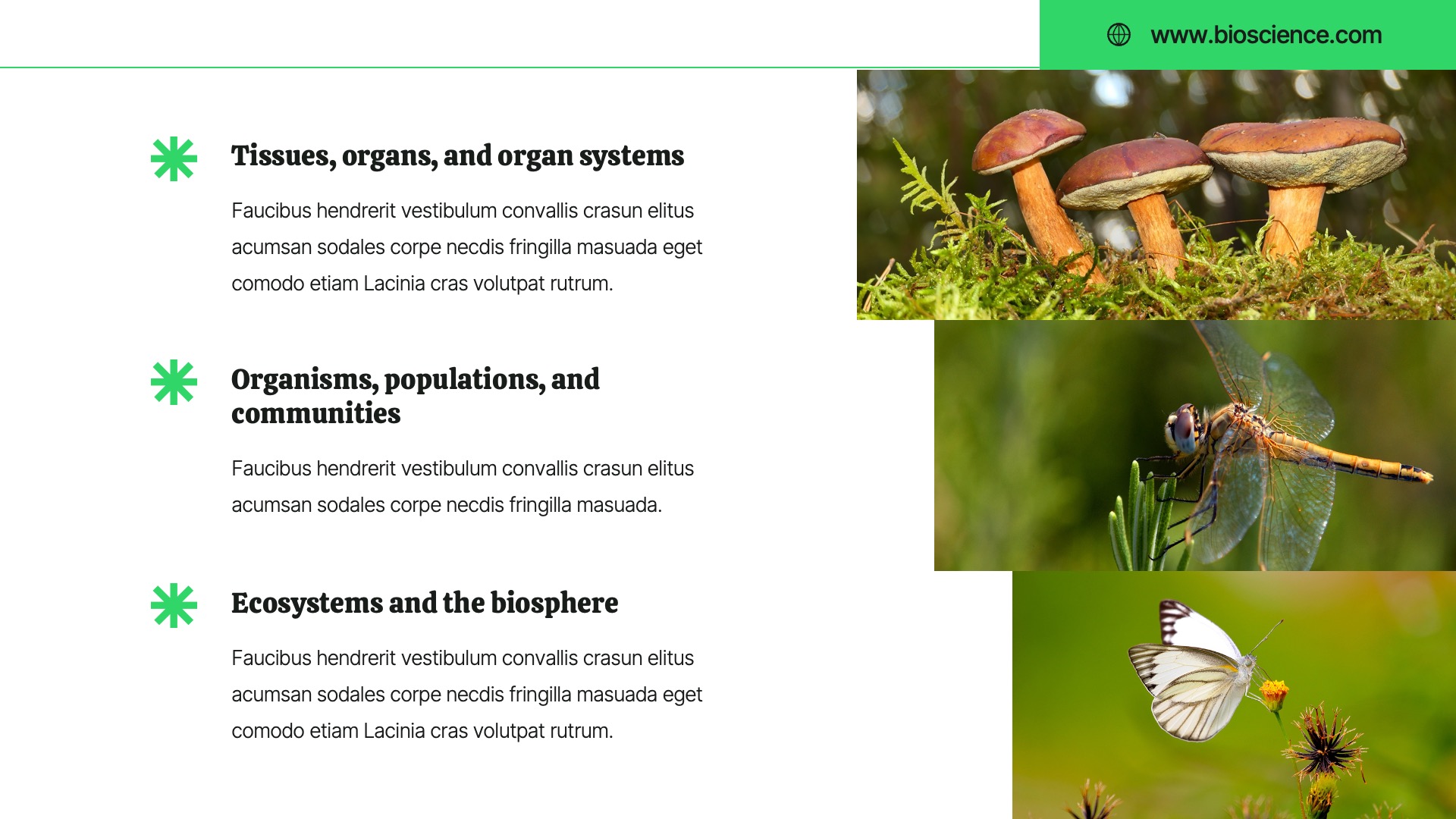 Biology PowerPoint Template, Presentation Templates | GraphicRiver