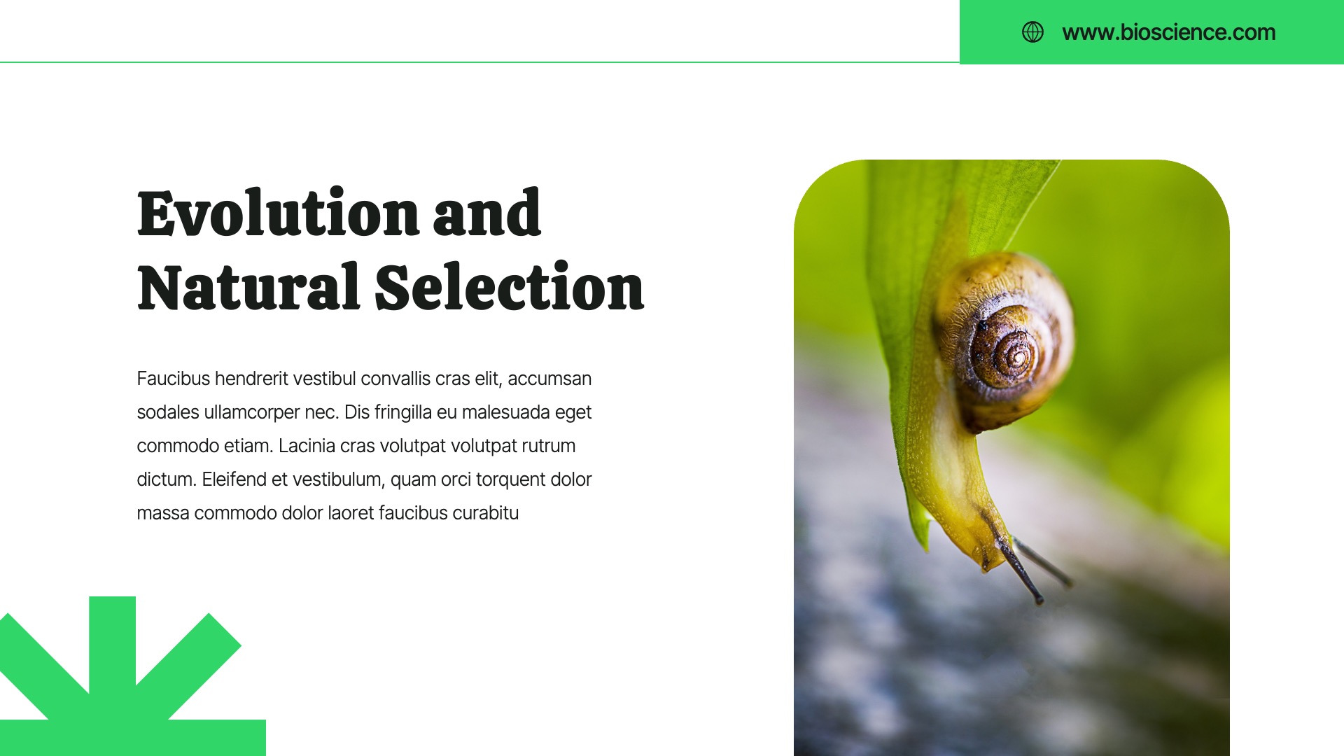 Biology PowerPoint Template, Presentation Templates | GraphicRiver
