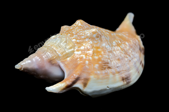 Strombus Gigas seashell on black background Stock Photo by Multipedia