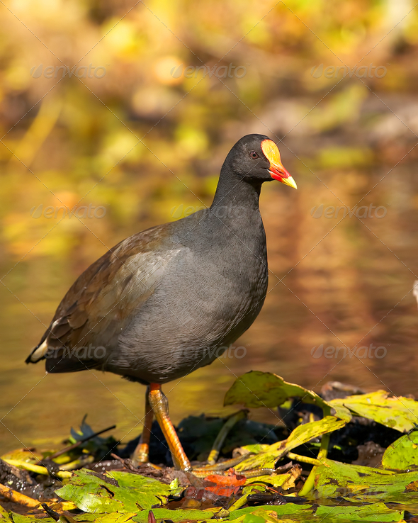 waterfowl Stock Photo by pelooyen | PhotoDune