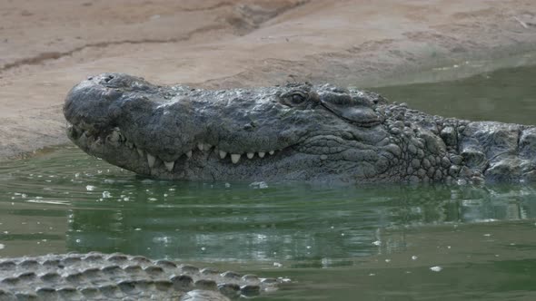 Crocodile with Open Mouth in Water, Stock Footage | VideoHive