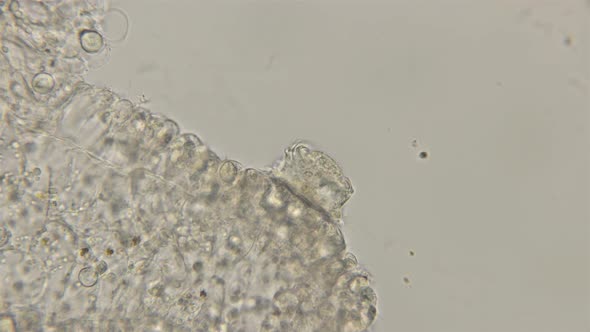 Movement of the Infusorian Trichodina, which is a Commensal, Stock Footage