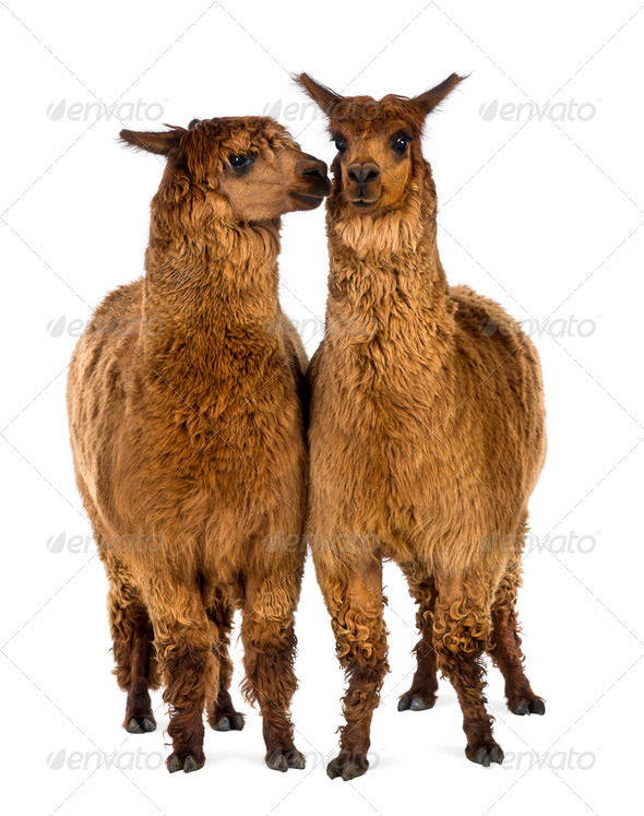 Two Alpacas, one is smiling and the other is looking at him against ...