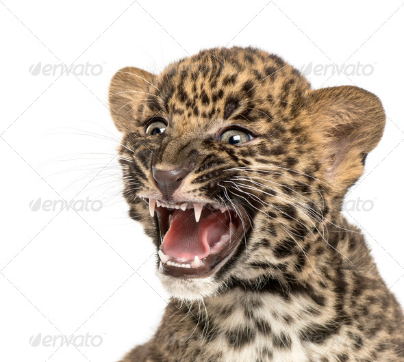 Spotted Leopard cub roaring - Panthera pardus, 7 weeks old, isolated on ...