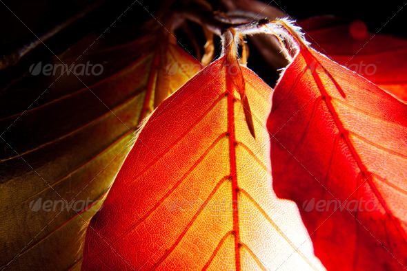 Close-up photo of leaves of Red European Beech. Fagus sylvatica ...