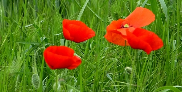 Polish Poppy 2, Stock Footage | VideoHive