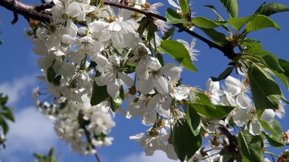 Spring Flowers in Wind, Stock Footage | VideoHive