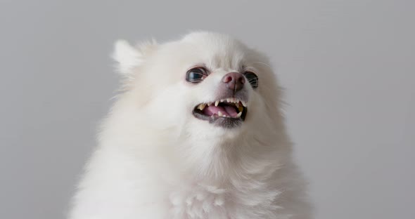 White Pomeranian dog feeling angry, Stock Footage | VideoHive