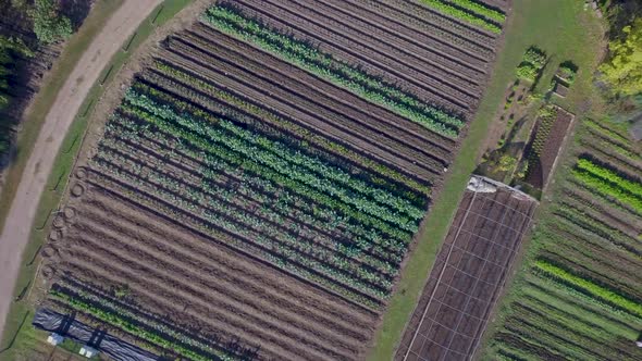 AERIAL: Birds eye view of greenery planted on a working farm in Austin ...