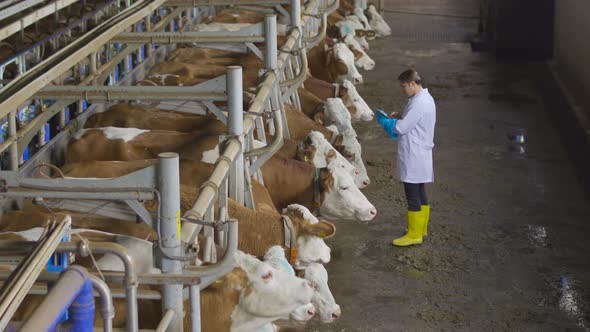 Farmer cow control in modern cow farm., Stock Footage | VideoHive