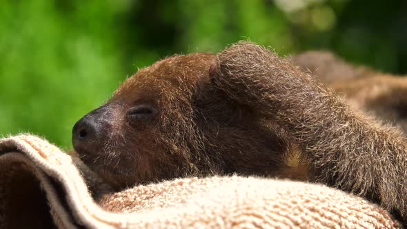 baby sloth scratching itself extreme close up 4k, Stock Footage | VideoHive