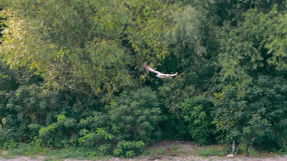 Bird Flying Slow Motion, Stock Footage | VideoHive