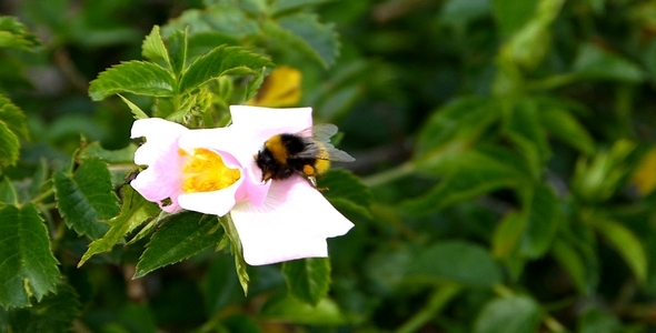 Forest Bee, Stock Footage | VideoHive