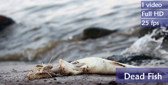 Dead Fish, Stock Footage | VideoHive