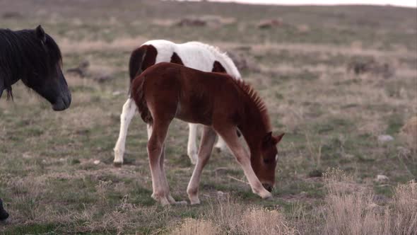 Two young wild ponies grazing in a field, Stock Footage | VideoHive