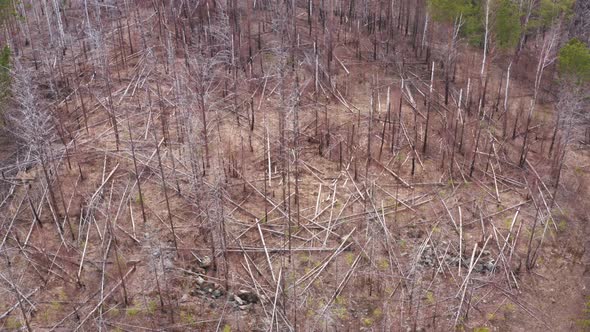 Glade with Dry Fallen Trees in the Forest. Aerial View., Stock Footage