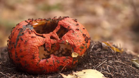 Colony of Ants Eats an Old Battered and Rotten Pumpkin, Stock Footage