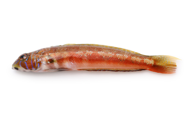 Rosy grub fish ( called Toragisu in Japan) is still an underutilized in ...