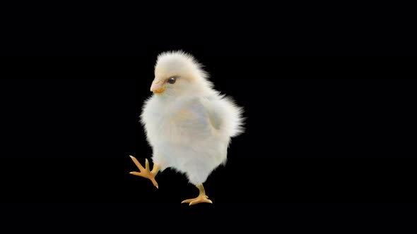 Baby Chicks Dancing 4K, Motion Graphics | VideoHive