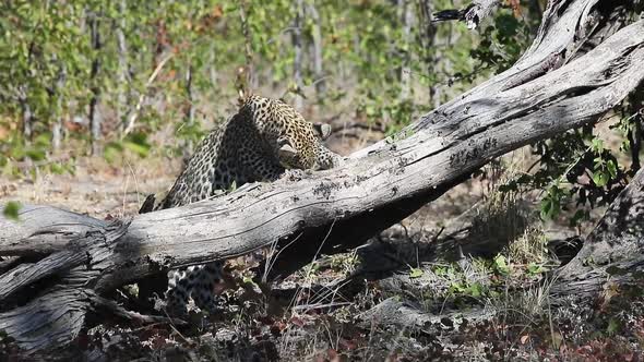African Leopard claws at dead tree, trying to get a small prey animal ...