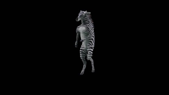 43 Zebra Dancing HD, Motion Graphics | VideoHive