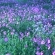 Field of Violet Flowers Panning, Stock Footage | VideoHive