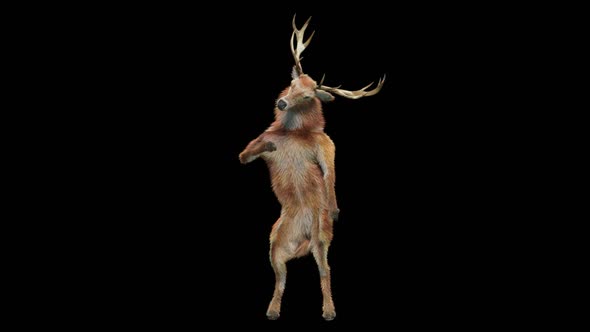 41 Deer Dancing HD, Motion Graphics | VideoHive