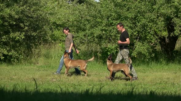 Dogs Are Looking at Their Masters., Stock Footage | VideoHive