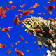 Shoal of Red Fish on Coral Reef in the Red Sea, Stock Footage | VideoHive