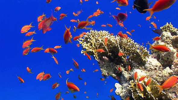 Shoal of Red Fish on Coral Reef in the Red Sea, Stock Footage | VideoHive