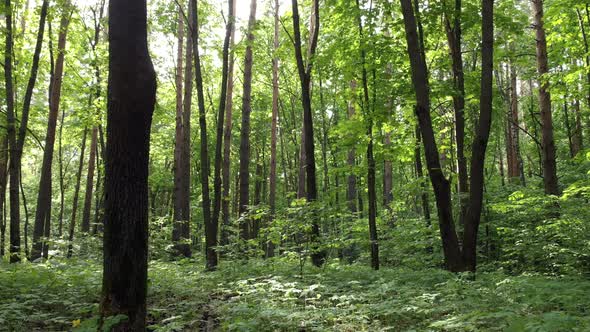 Inside The Forest Through The Trees, Stock Footage | VideoHive