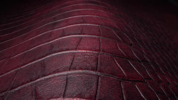 Animal Leather Texture Extra Close Up, Stock Footage | VideoHive