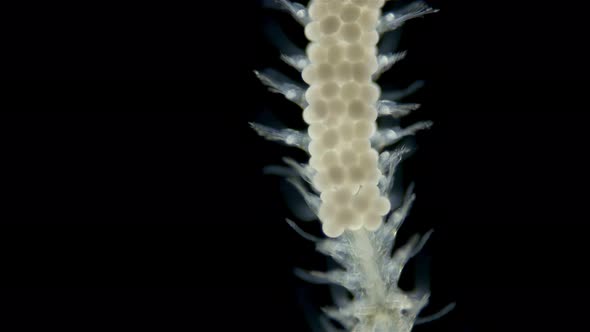 worm Polychaeta under a microscope, Syllidae family, female with eggs ...