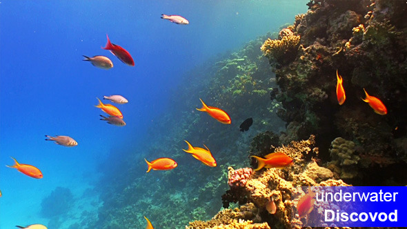 Shoal of Red Fish on Coral Reef 2, Stock Footage | VideoHive