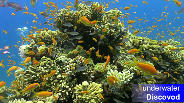 Shoal of Red Fish on Coral Reef 5, Stock Footage | VideoHive
