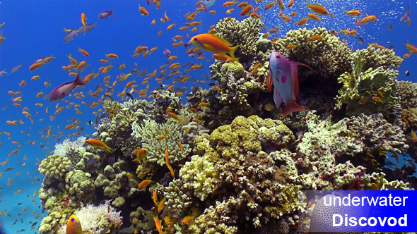 Shoal of Red Fish on Coral Reef, Stock Footage | VideoHive