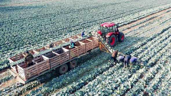 Farmers are Using Conveyor to Load Cabbage Into a Tractor, Stock Footage