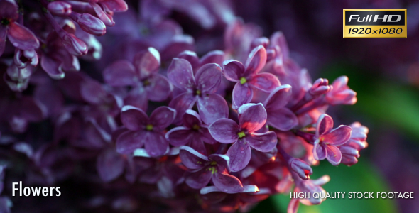 Flowers, Stock Footage | VideoHive