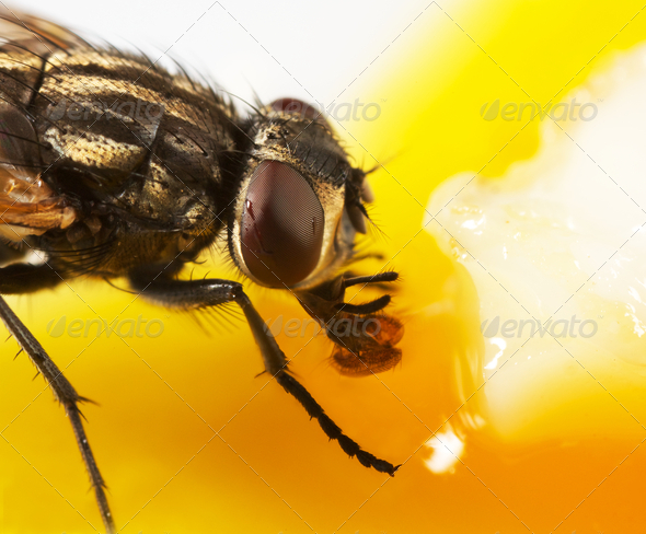 fly feeding Stock Photo by pelooyen | PhotoDune