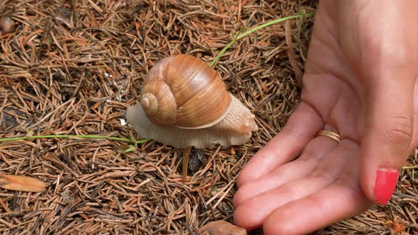 A woman picking up a shy snail and placing it on her hand on the forest ...